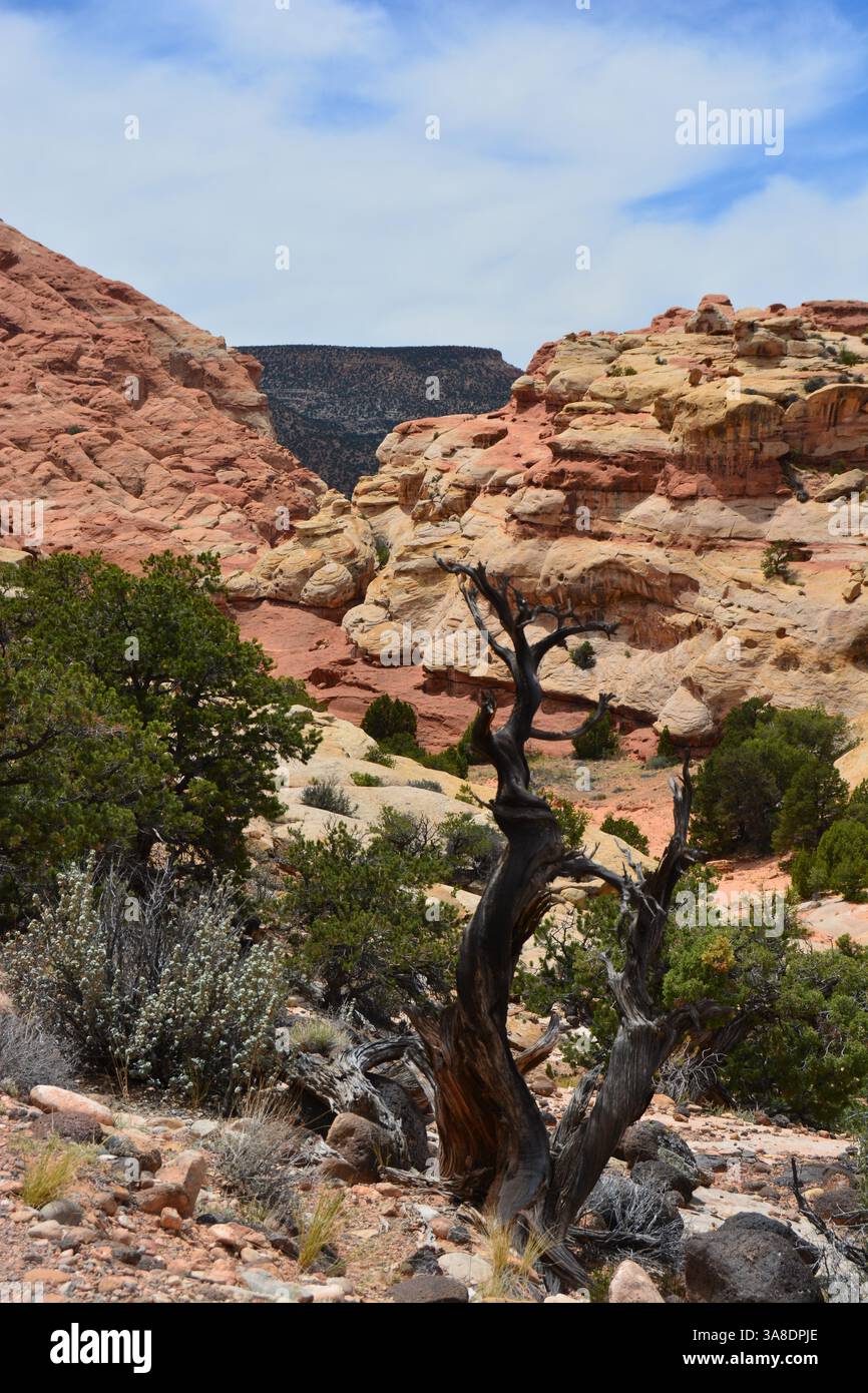 Cassidy Arch Trail at Capitol Reef National Park Utah Stock Photo - Alamy