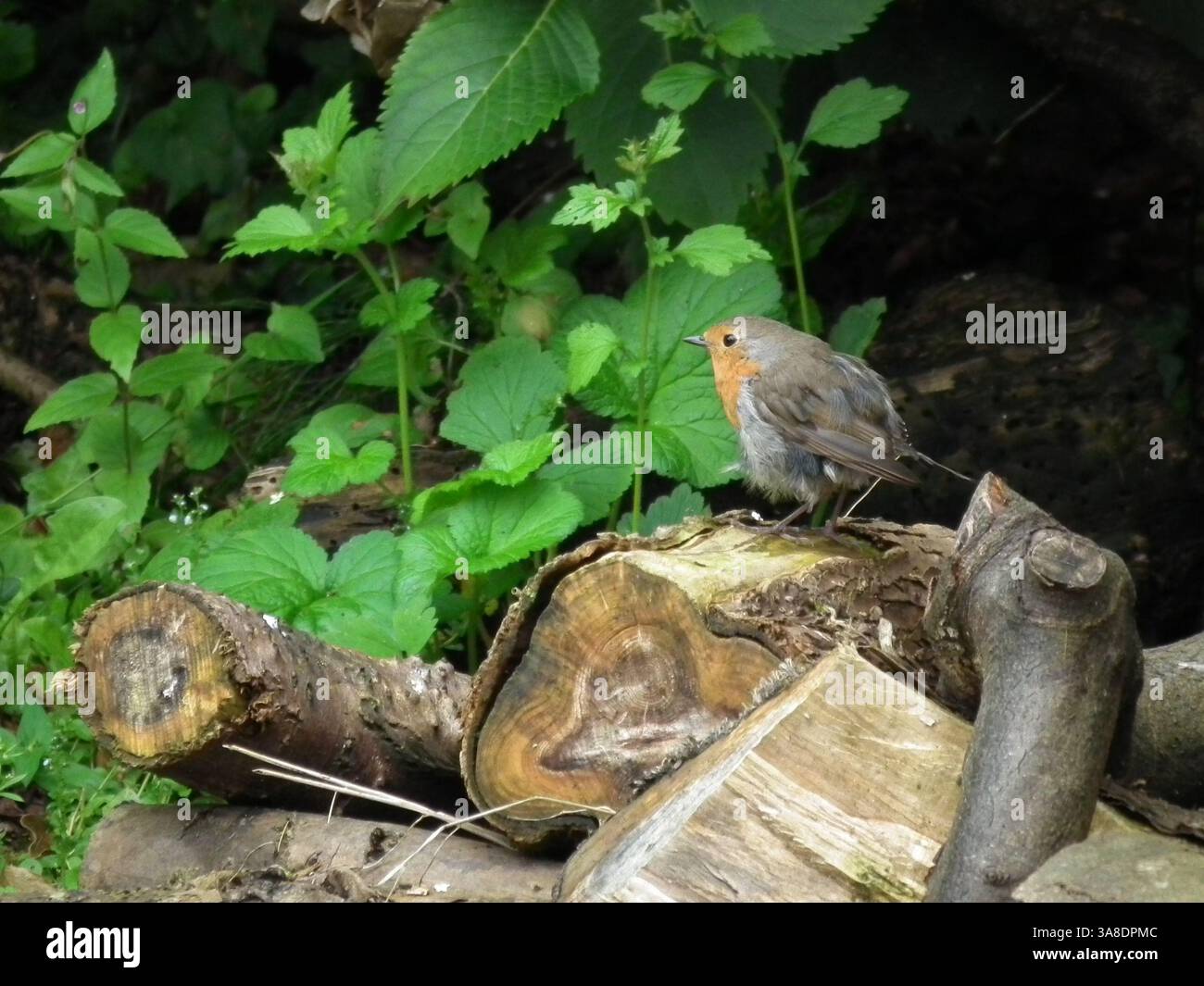 Robin in vegetation hi-res stock photography and images - Alamy