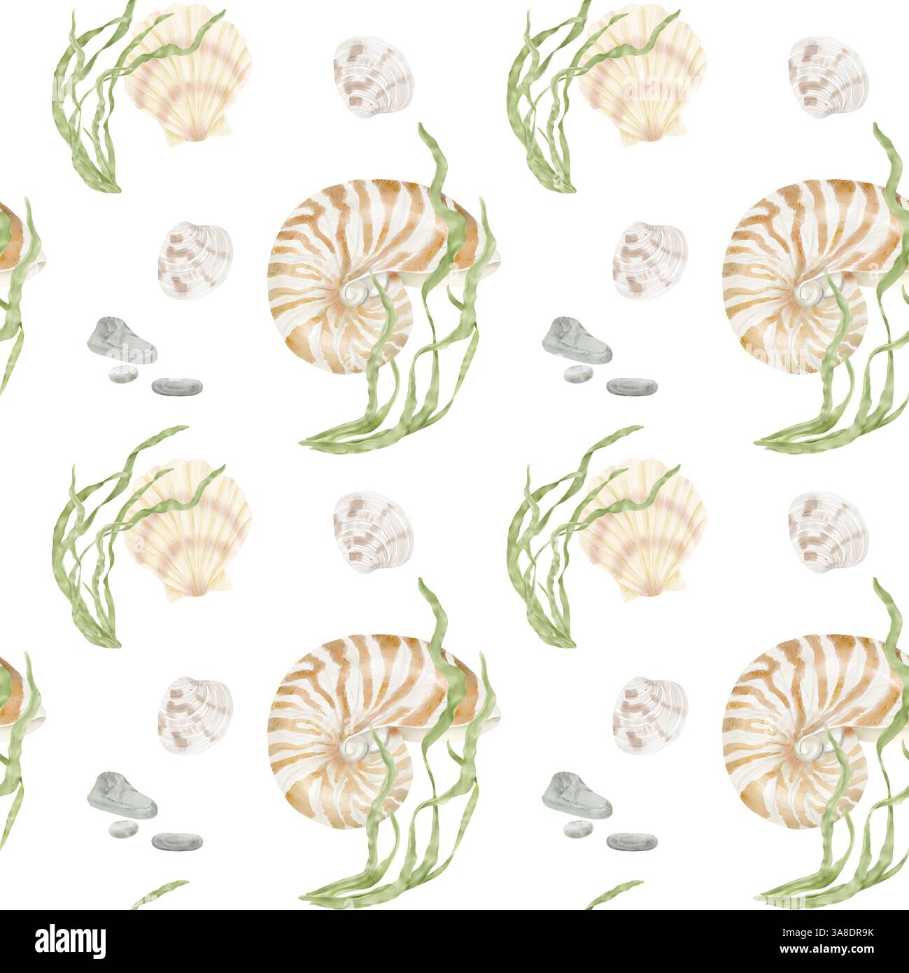 Clam green algae on shell hi-res stock photography and images - Alamy