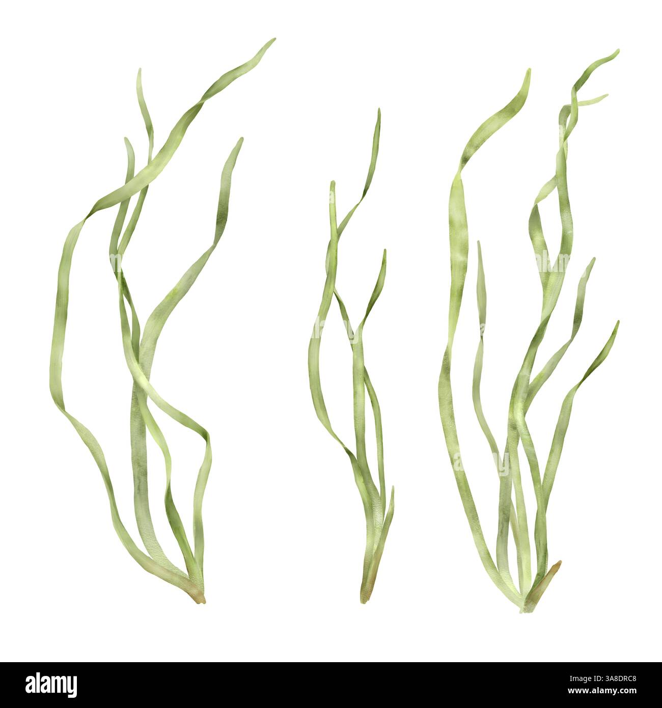 Marine green seaweed from the underwater world of the ocean. Watercolor ...