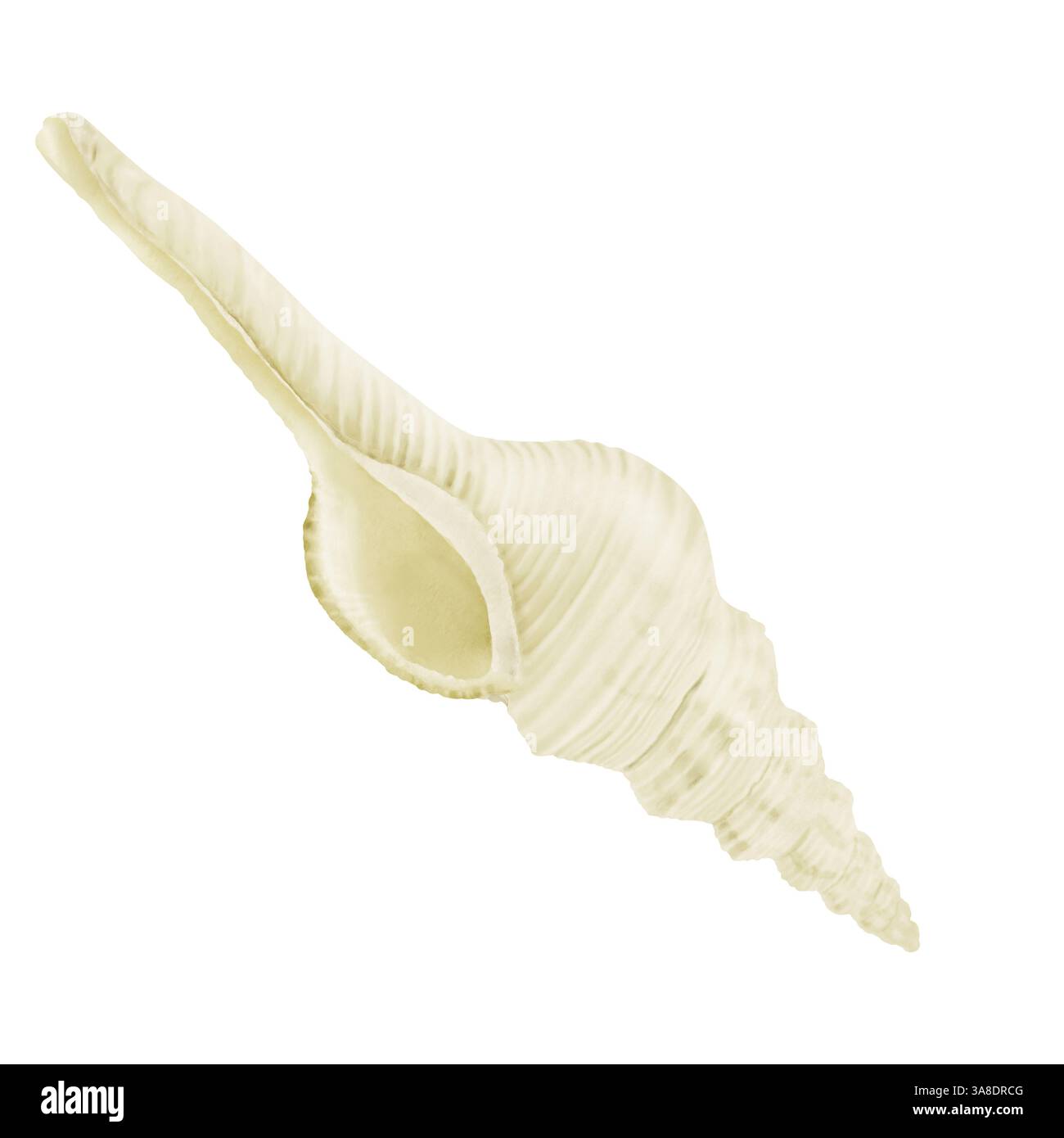 The white conch shell of the strombus clam. Watercolor illustration. A ...