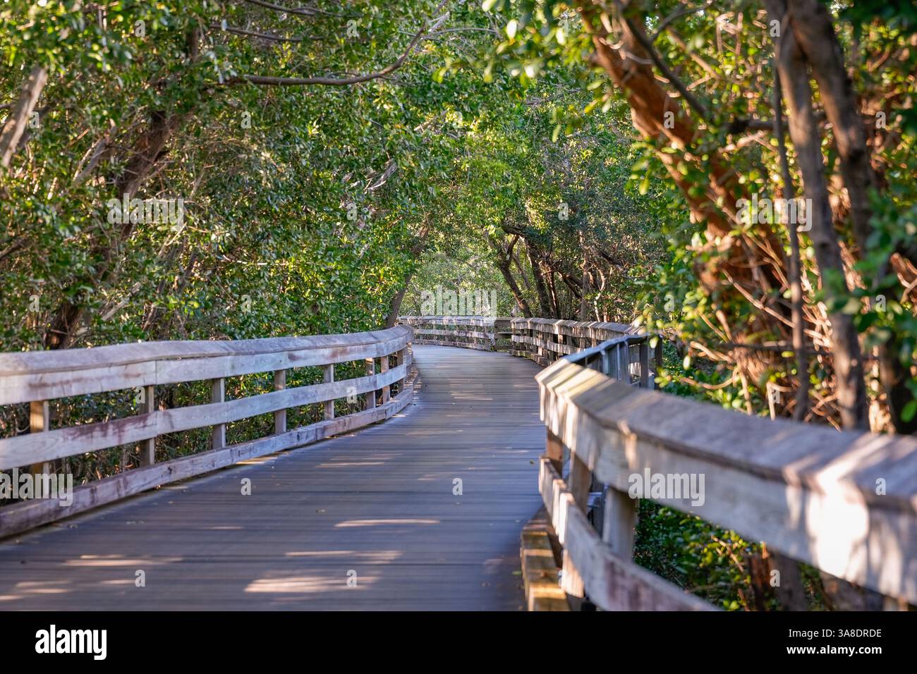 A scenic wooden boardwalk winding through lush mangrove forests, leading to the American Gulf. A ...