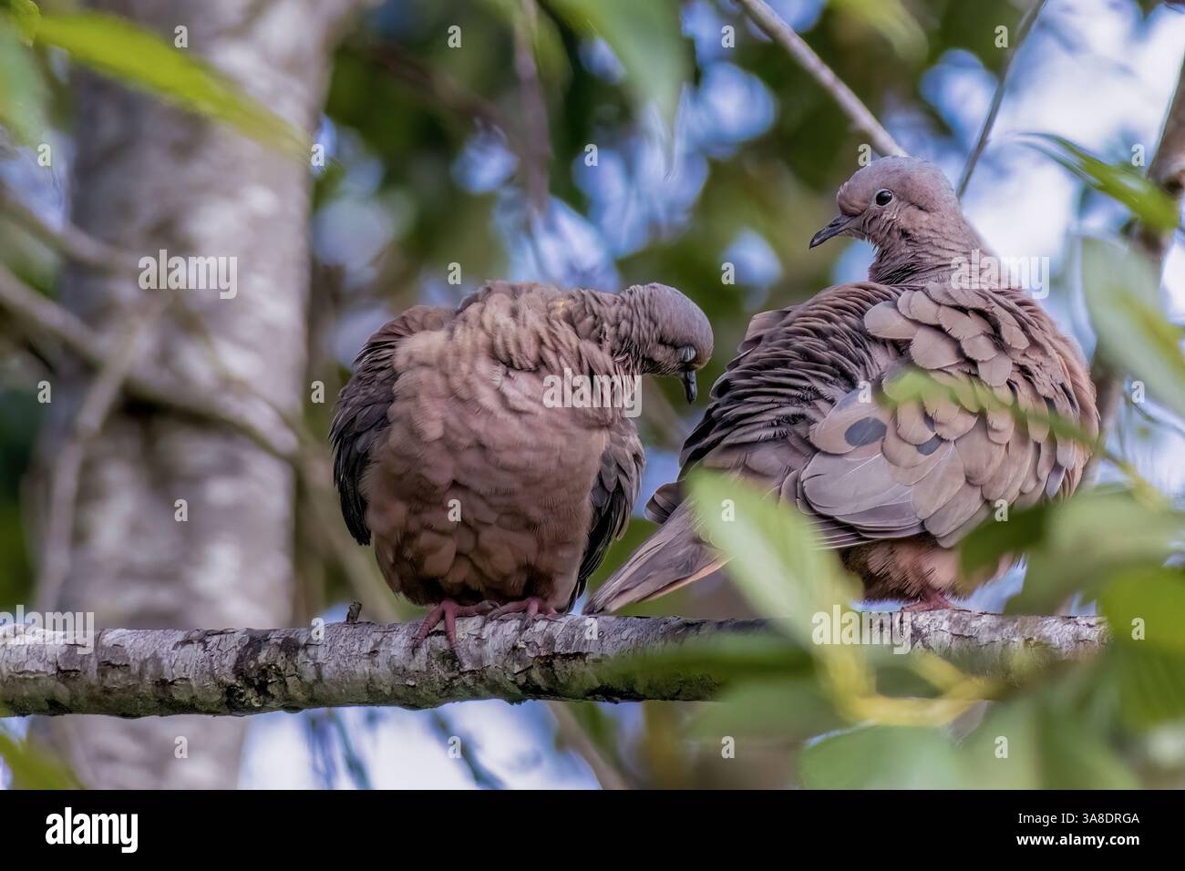 View of a couple of eared doves grooming themselves in the morning ...