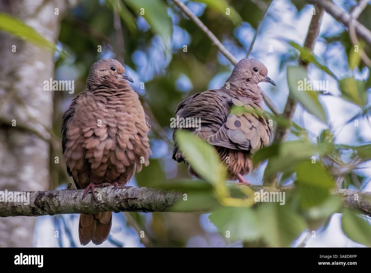 View couple eared doves grooming hi-res stock photography and images ...