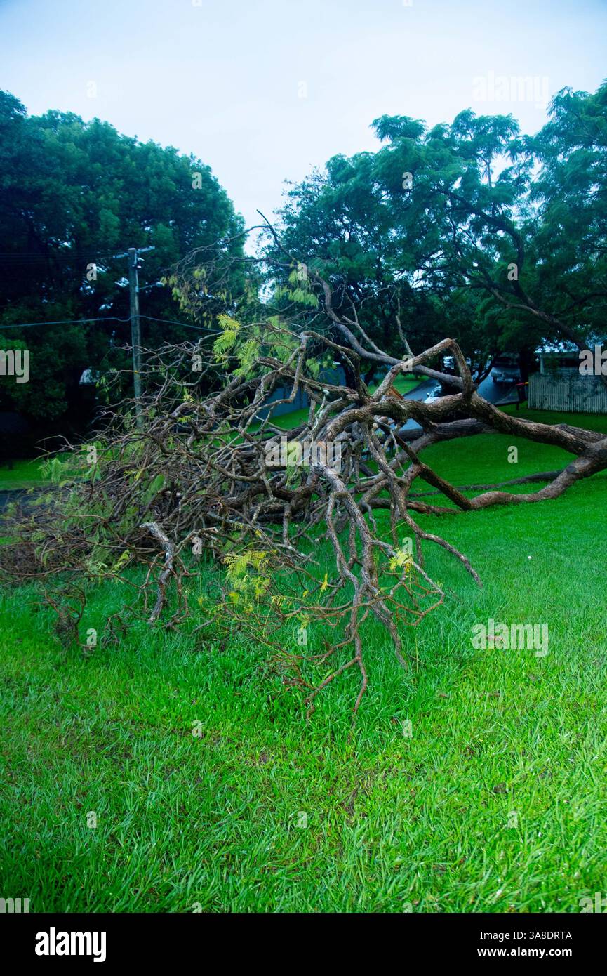 Brisbane, Australia. 29, March, 2025. The tree is fallen down for the ...