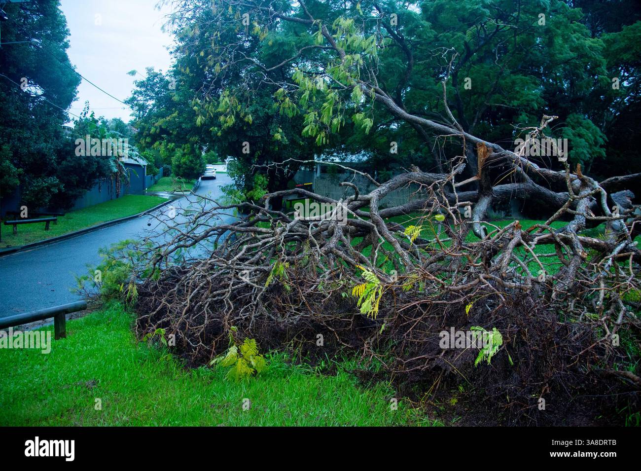 Brisbane, Australia. 29, March, 2025. The tree is fallen down for the ...