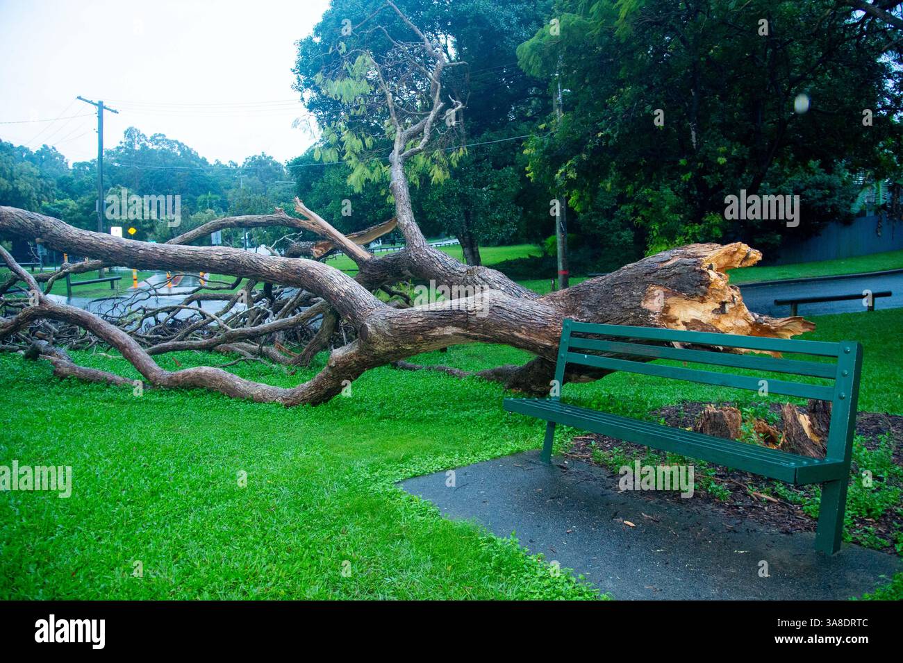 Brisbane, Australia. 29, March, 2025. The tree is fallen down for the ...