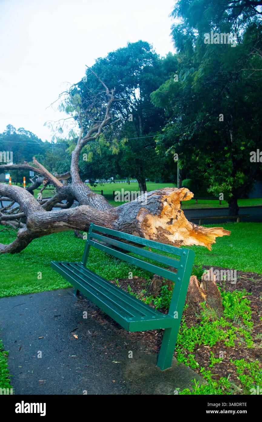 Brisbane, Australia. 29, March, 2025. The tree is fallen down for the ...
