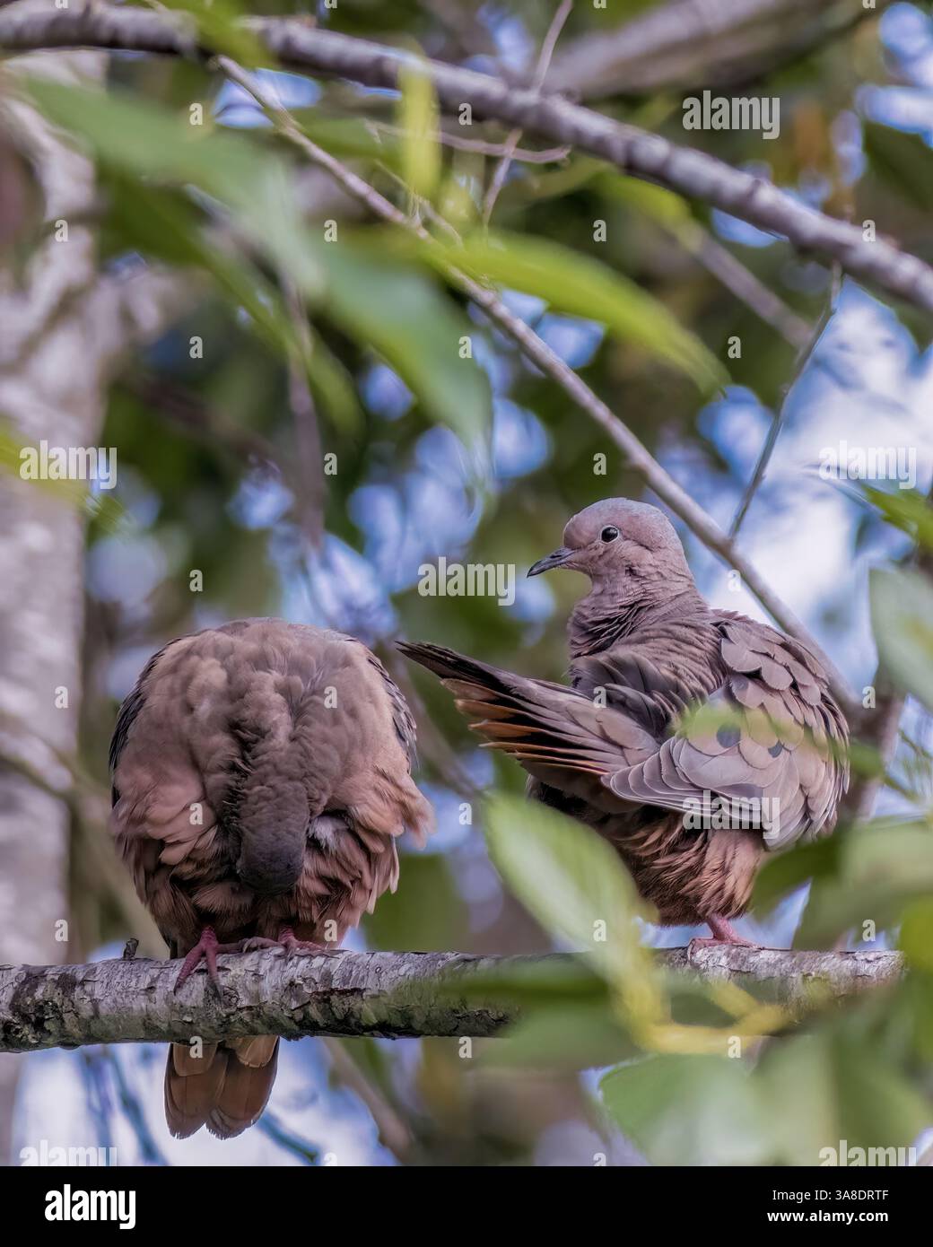 View of a couple of eared doves grooming themselves in the morning ...
