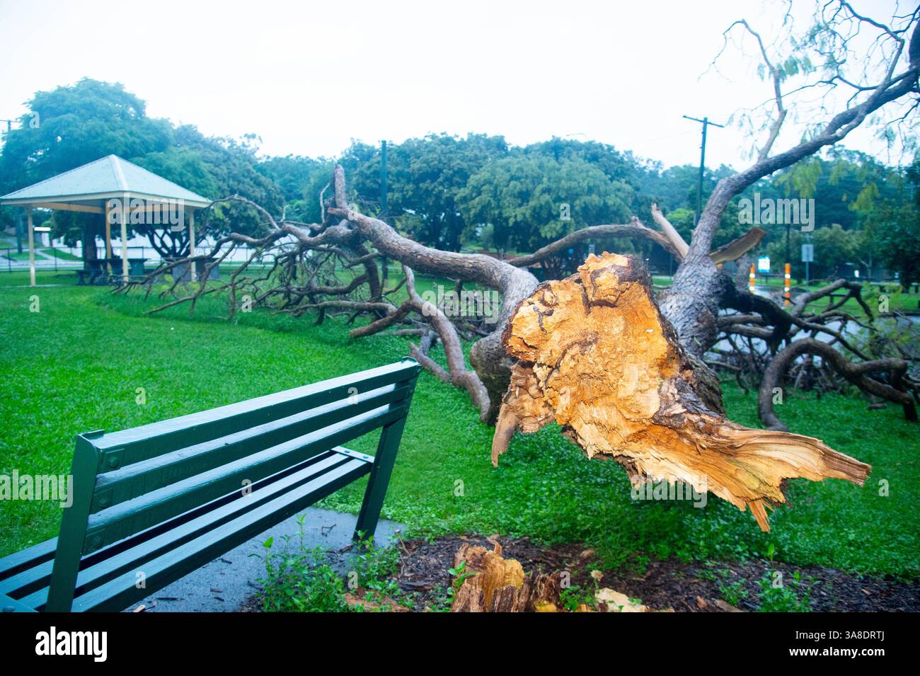 Brisbane, Australia. 29, March, 2025. The tree is fallen down for the ...