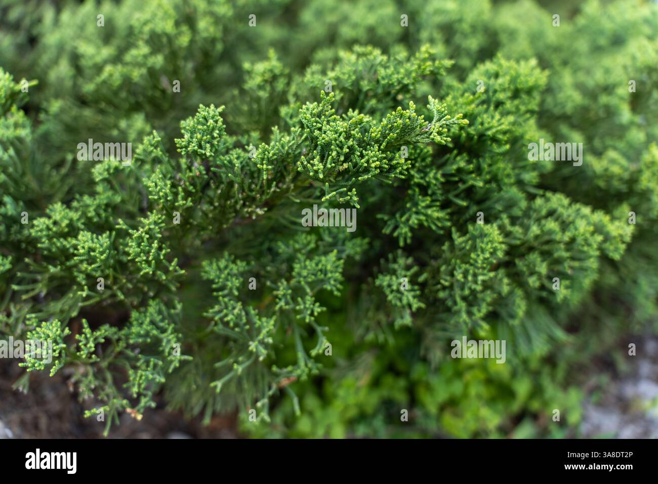 Detailed view of green coniferous shrub branches with needle-like ...
