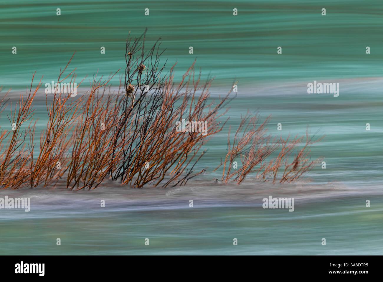 Long exposure of Smith River and willows along the flooded river in ...