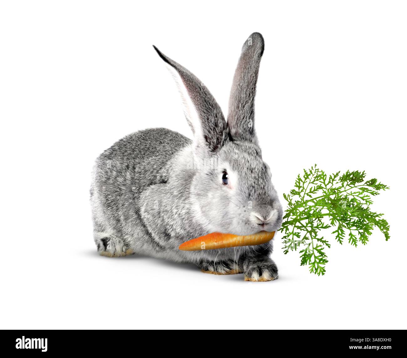 Cute grey rabbit eating carrot on white background Stock Photo - Alamy