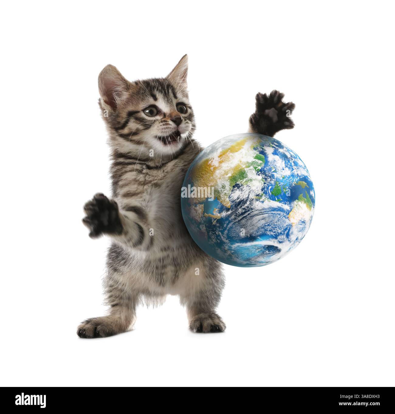 International cat day. Cute kitten playing with earth globe on white ...