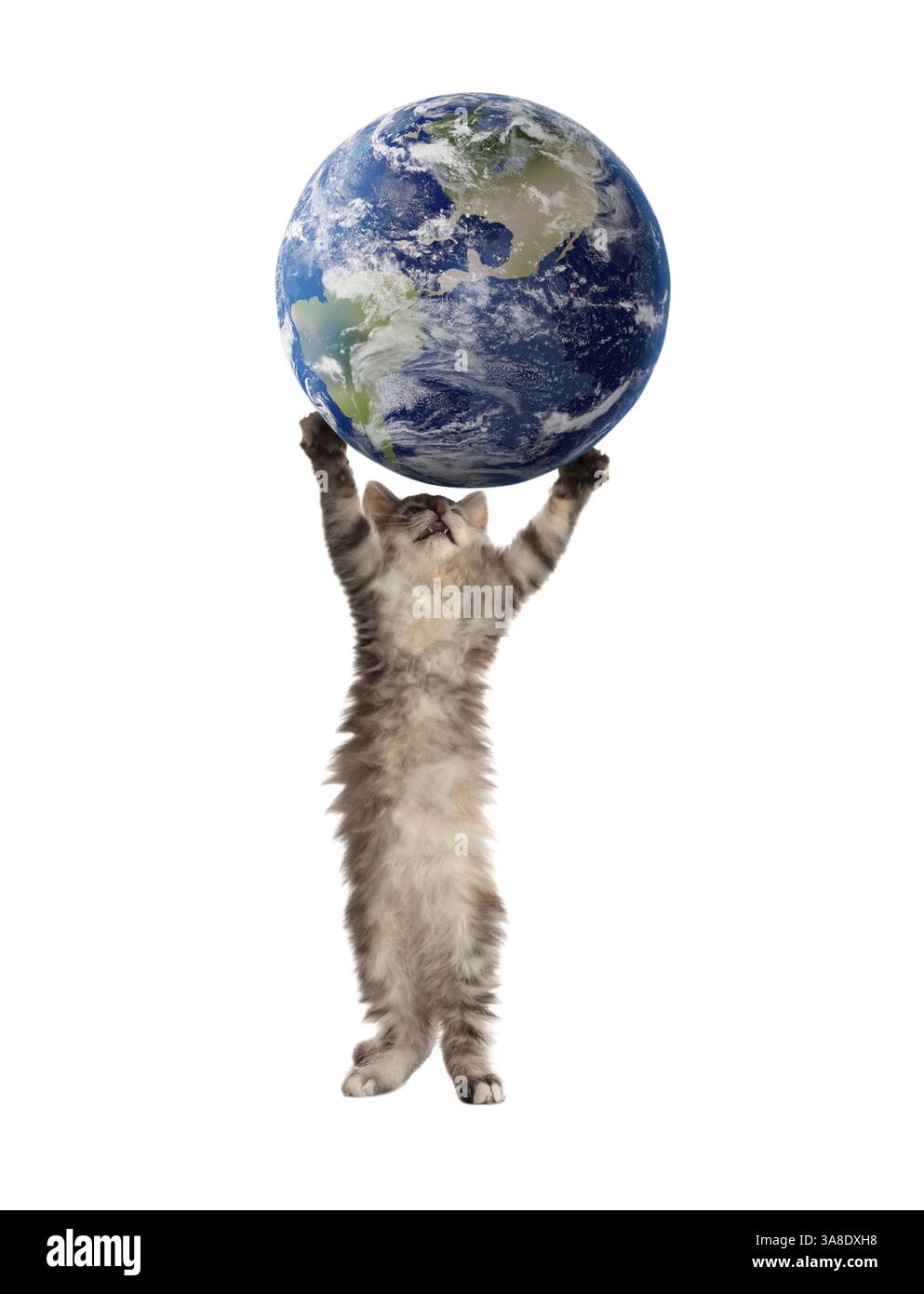 International cat day. Cute kitten playing with earth globe on white ...