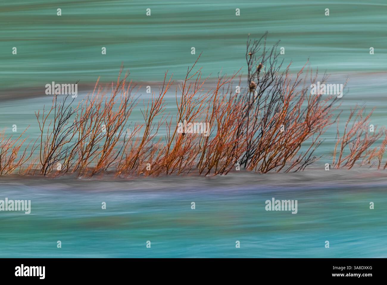 Long exposure of Smith River and willows along the flooded river in ...