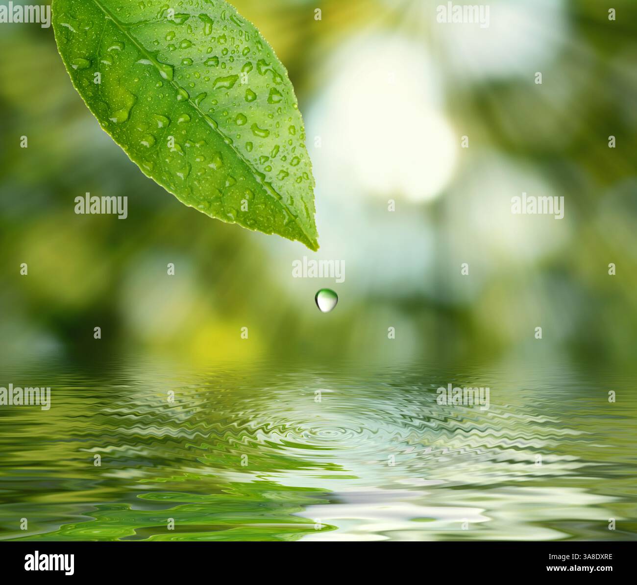 Water drop falling from green leaf with dew into water outdoors ...