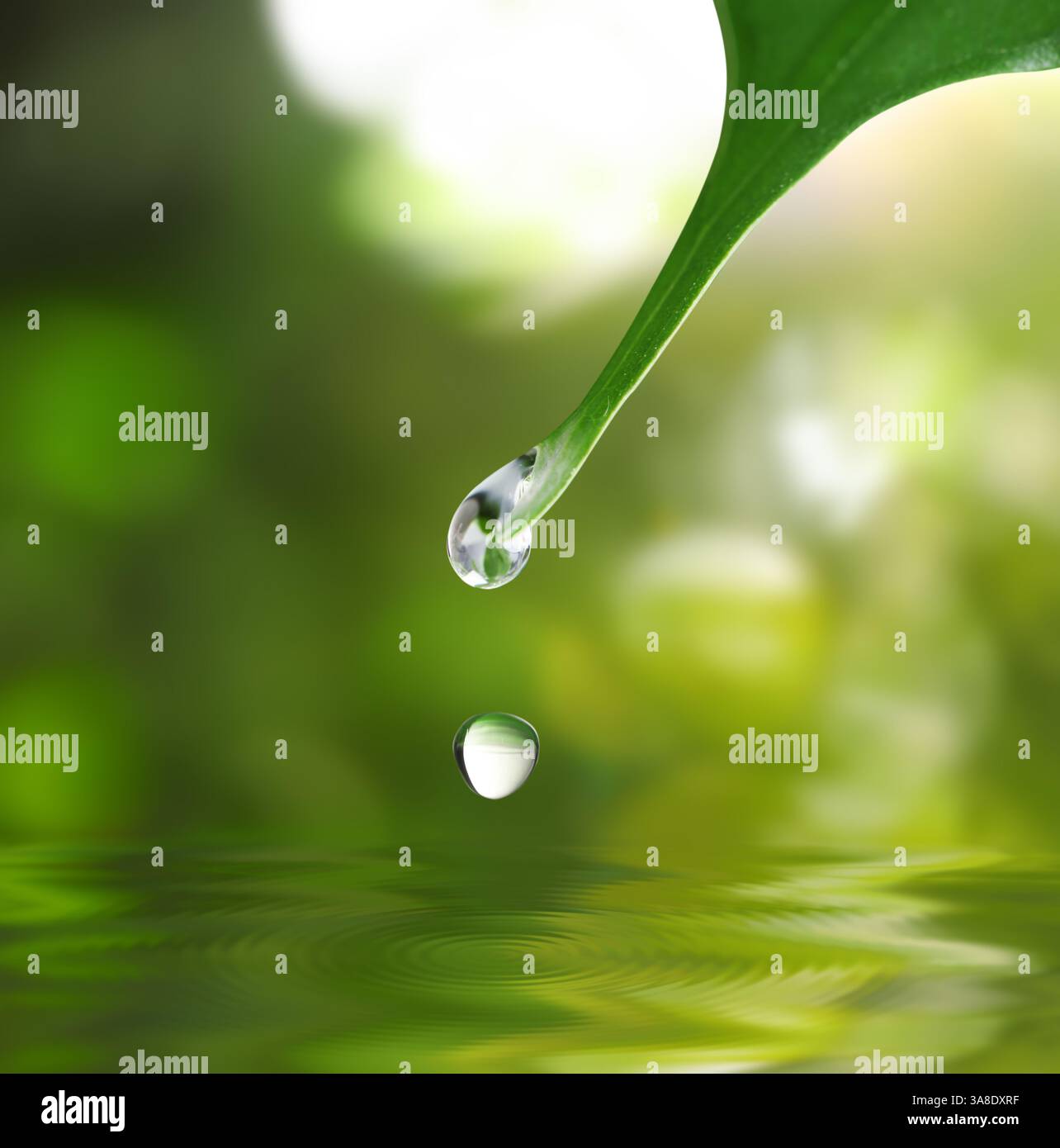 Water drops falling from green leaf into water outdoors, closeup Stock ...