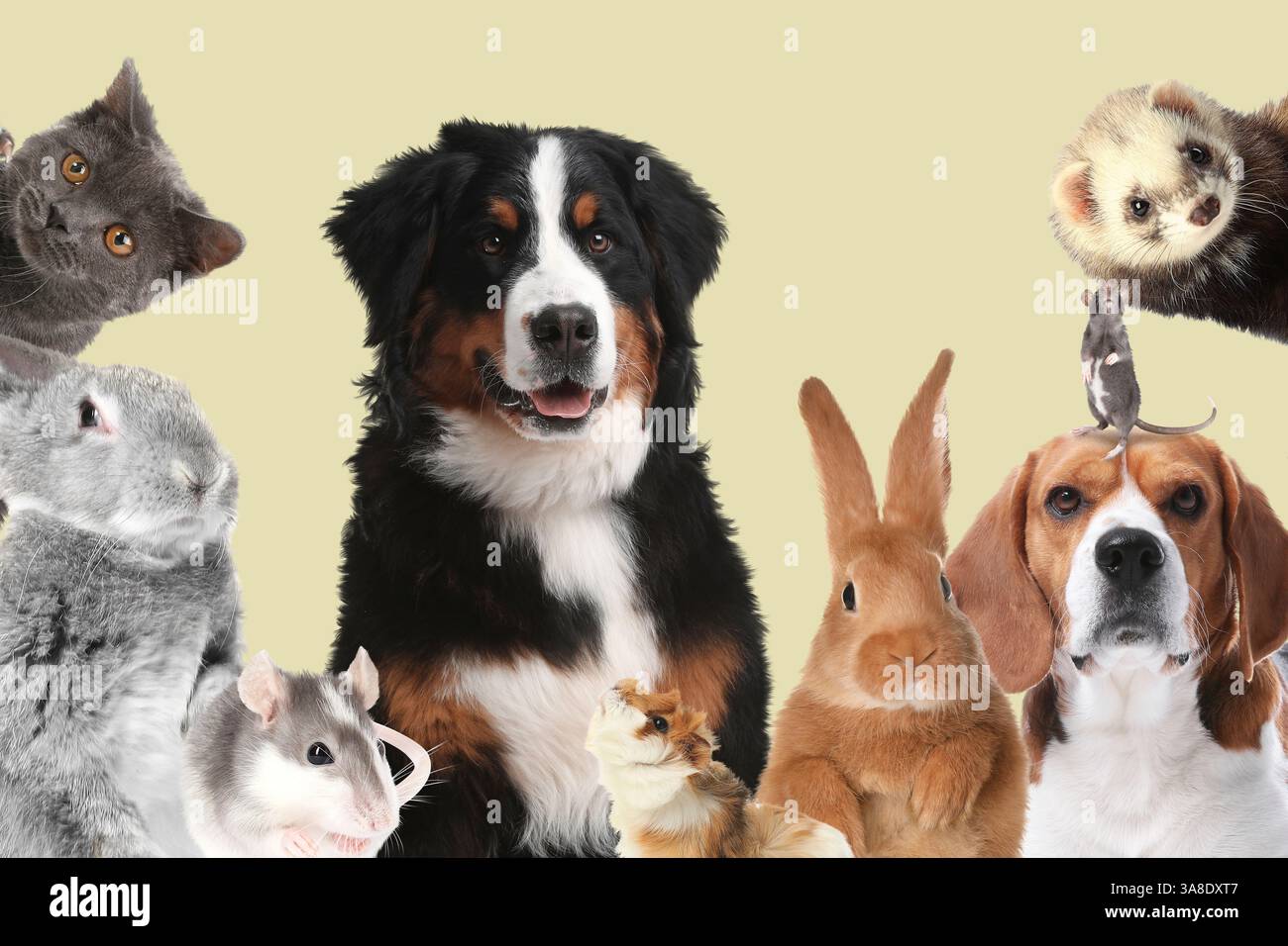 Rabbits and other animals looking at camera on dark beige background ...