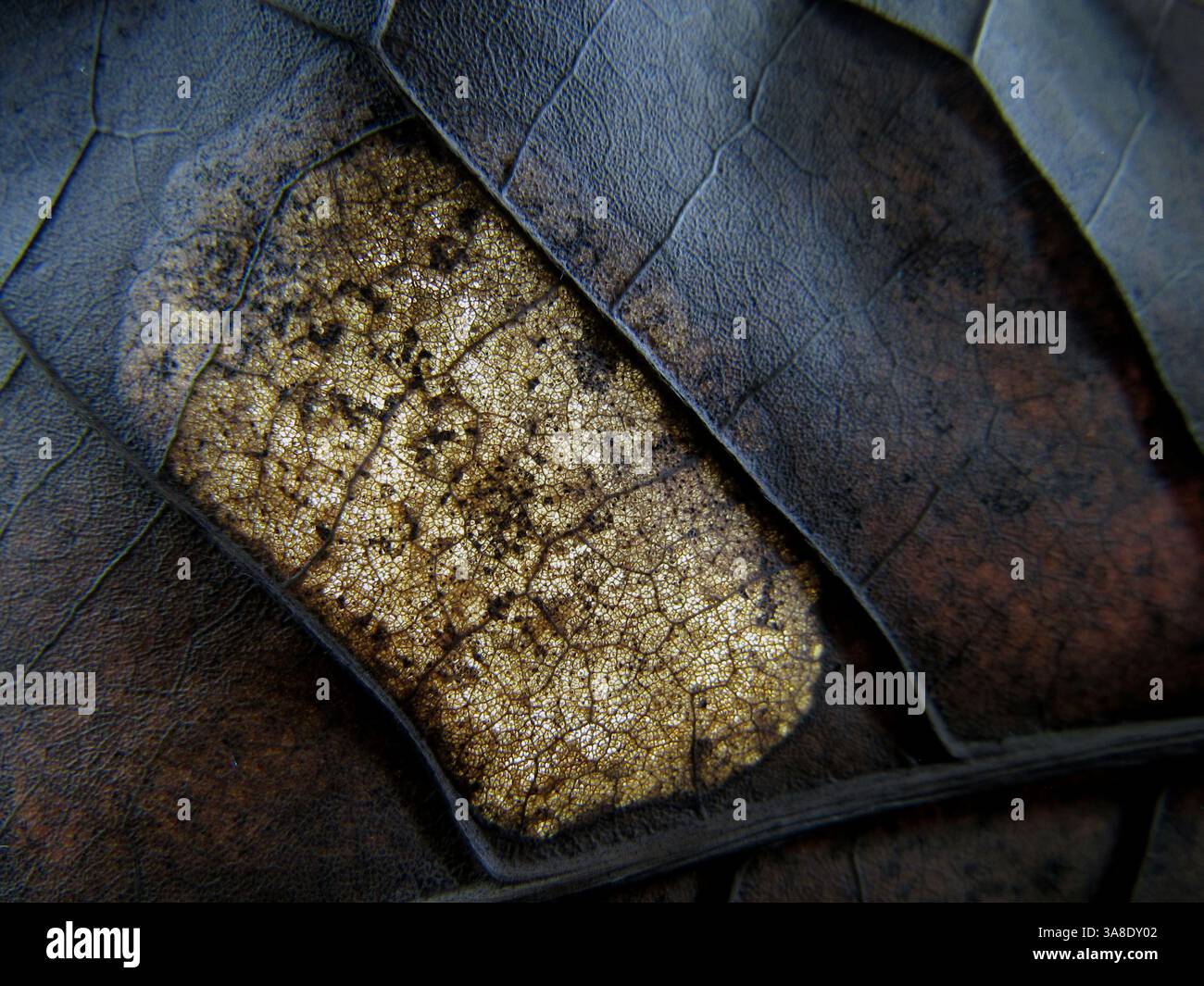 Macrophotography of a dry leaf backlit to highlight its texture and a ...