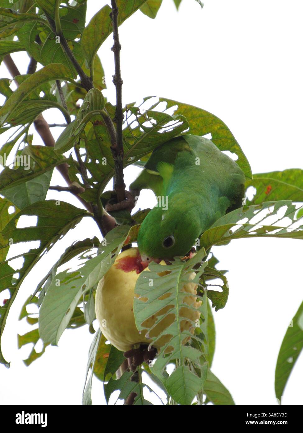 PORTRAIT FORMAT IMAGE OF A SMALL BRAZILIAN PARROT KNOWN AS CURICA ...