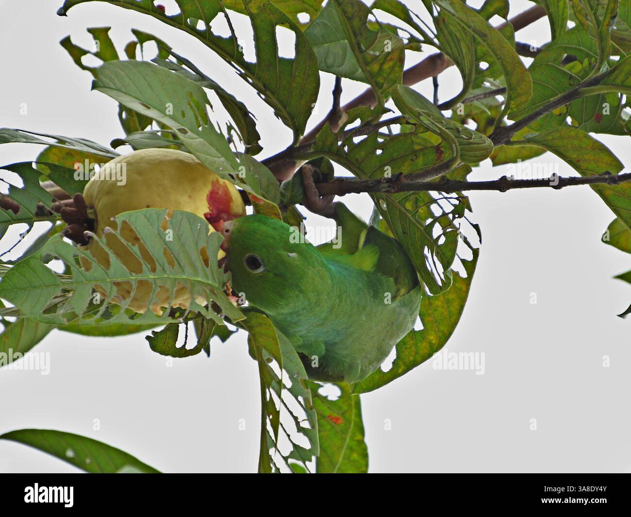 LANDSCAPE FORMAT IMAGE OF A SMALL BRAZILIAN PARROT KNOWN AS CURICA ...