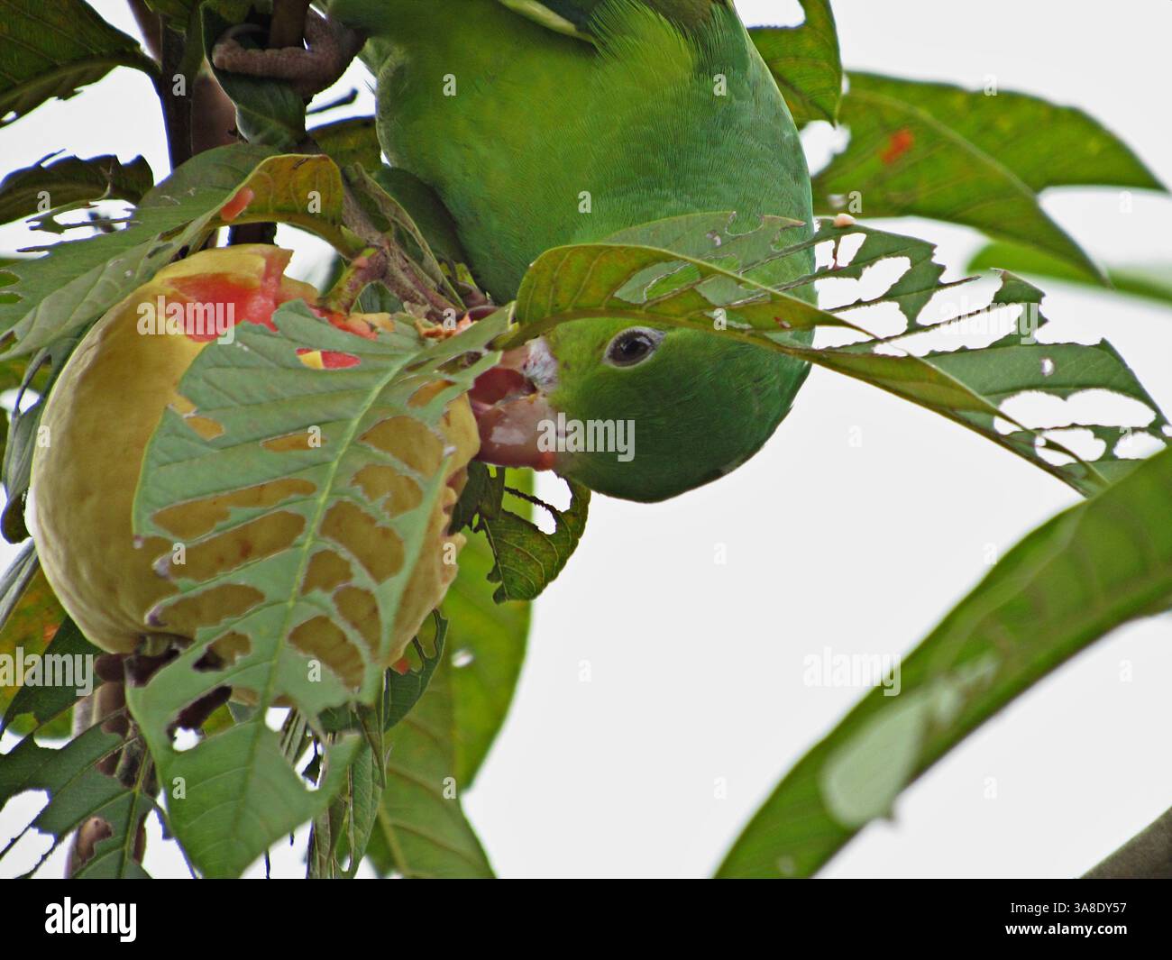 SMALL BRAZILIAN PARROT KNOWN AS CURICA (AMAZONA AMAZONICA) HOLDING ...