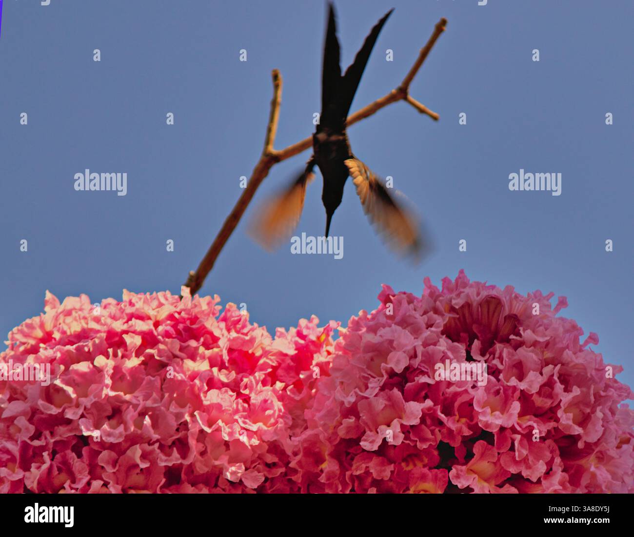Hummingbird flying around flowers hi-res stock photography and images ...