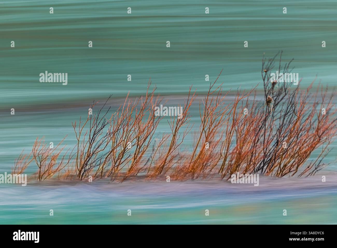Long exposure of Smith River and willows along the flooded river in ...