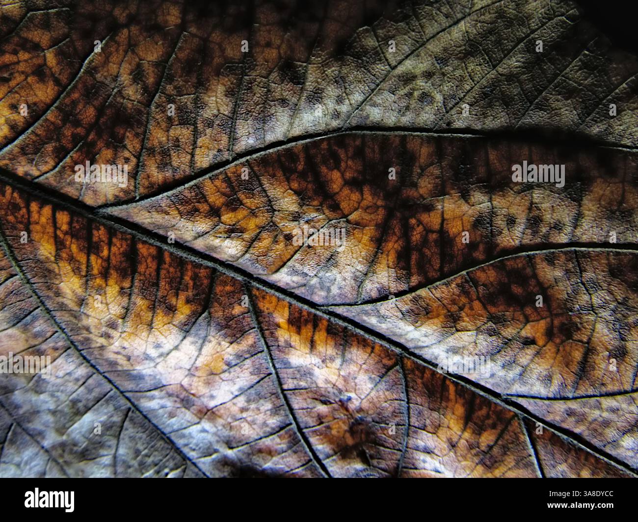 Macrophotography of a dry leaf backlit and with side lighting to ...