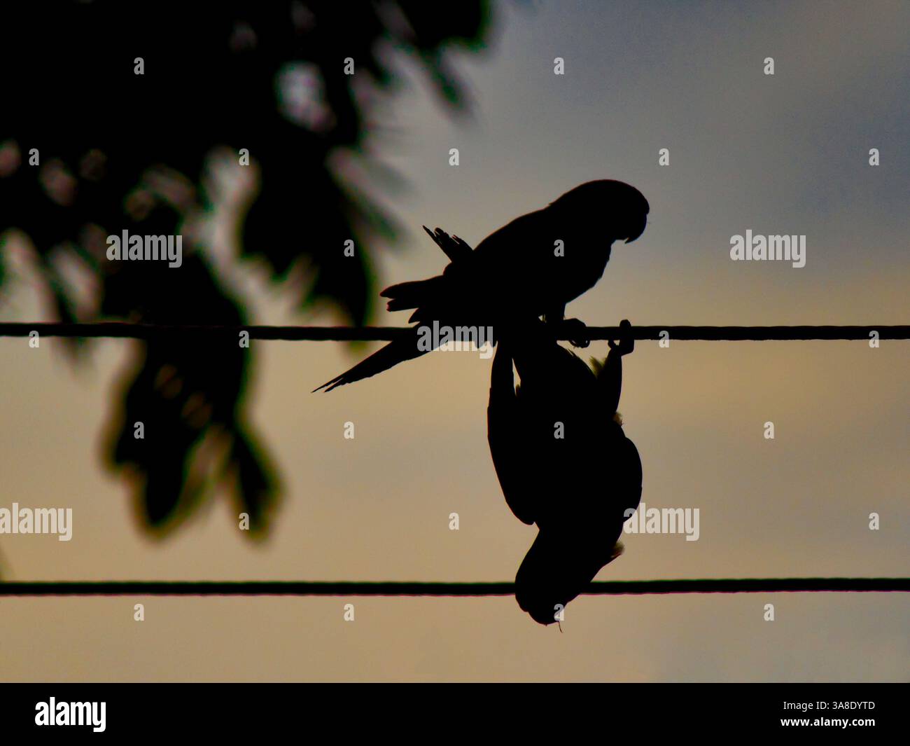 silhouette of two parrots doing acrobatics on power lines under a ...