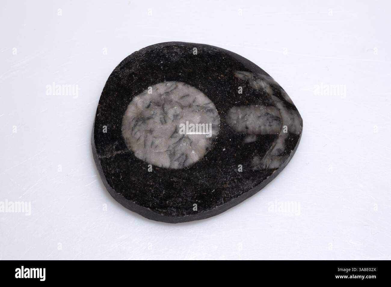Natural Fossilized Trilobite Embedded in Dark Matrix Stone with ...