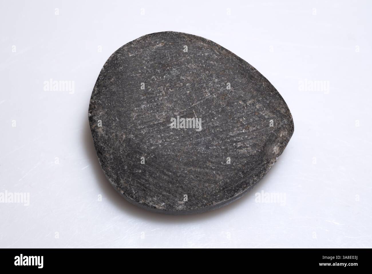 Natural Dark Fossilized Trilobite Specimen Oval Shaped Stone on White ...