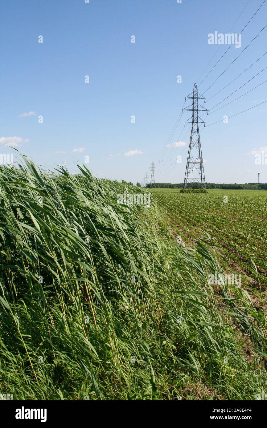 Windy Field with Power Lines Stock Photo - Alamy