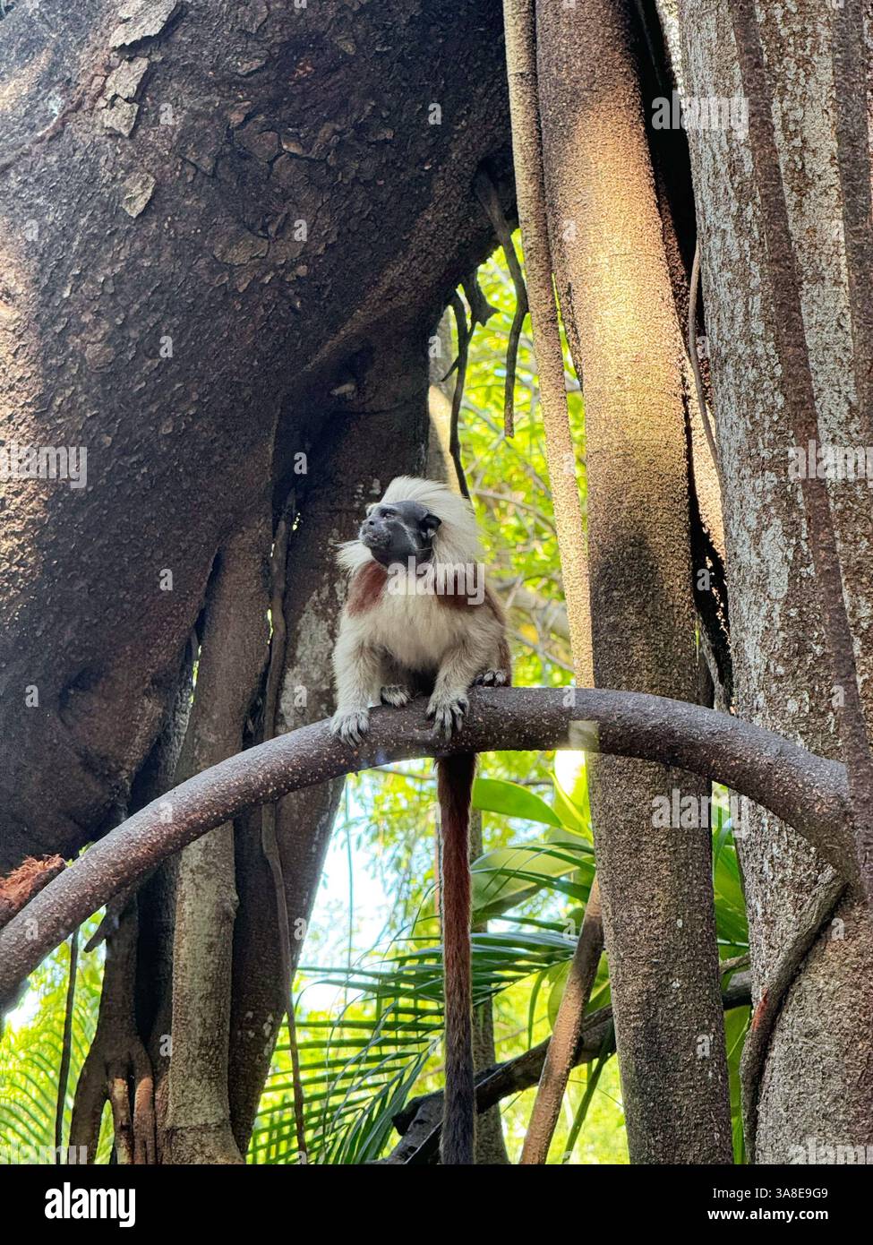 A cotton-top tamarin with a white crest and long tail is perched on a ...