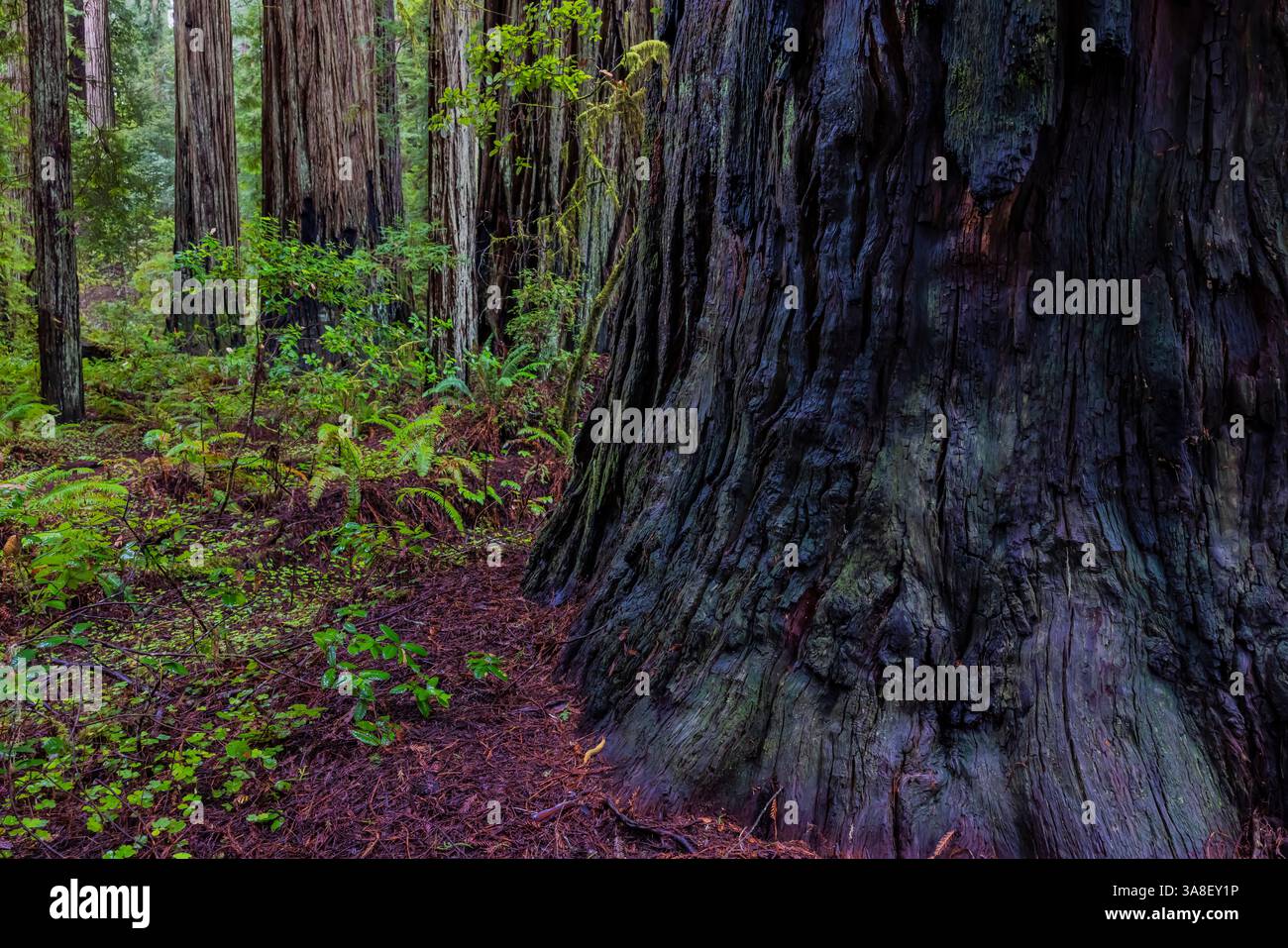 Fire-scarred Coast Redwoods, Sequoia sempervirens, along the Stout ...