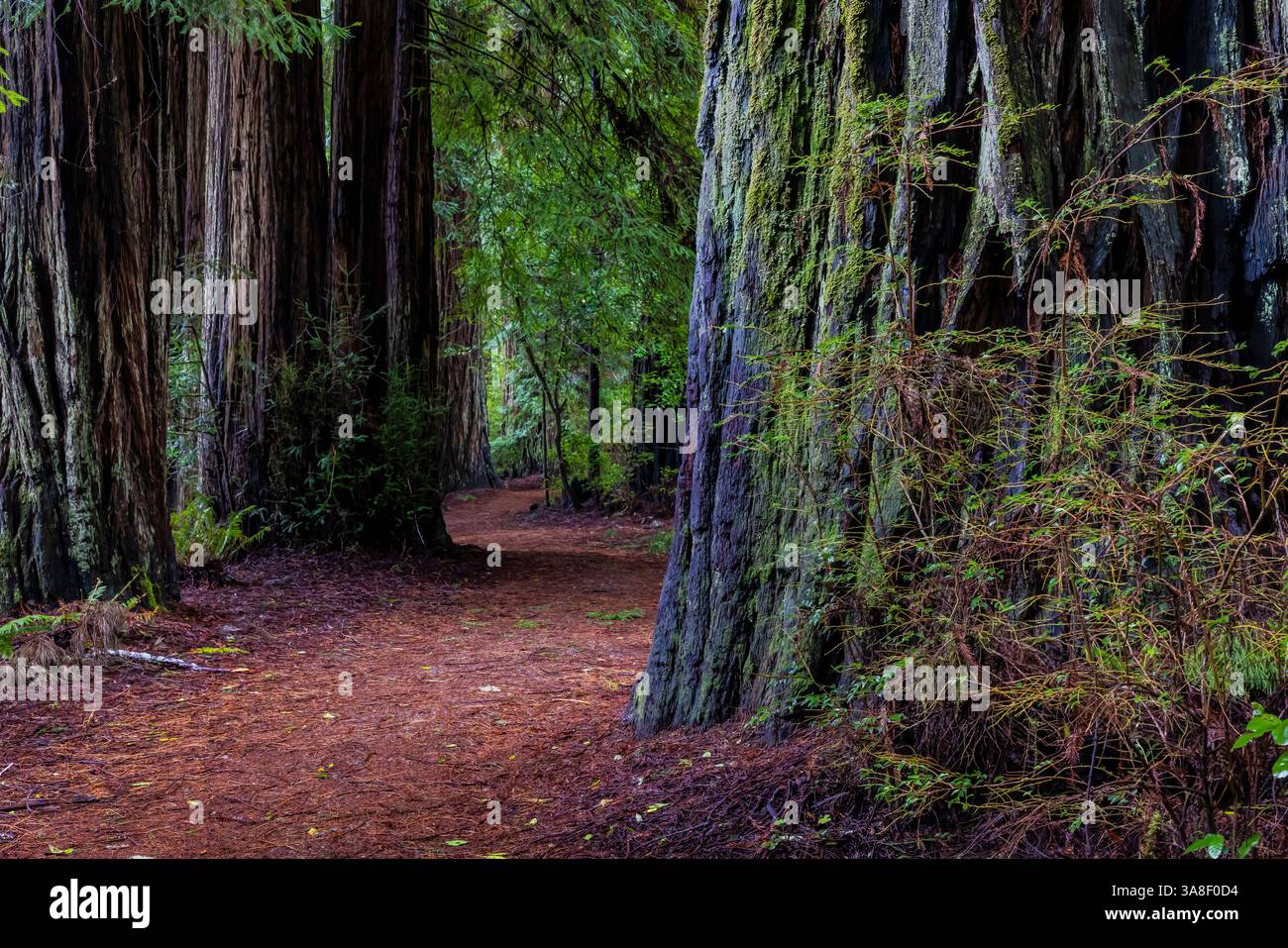 Coast Redwoods, Sequoia sempervirens, along the Stout Memorial Grove ...
