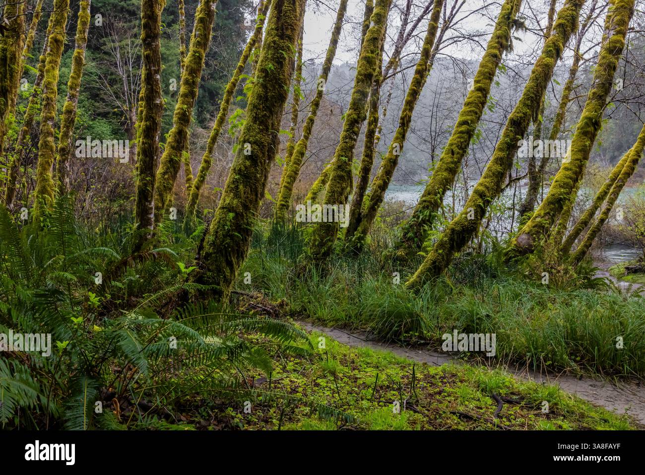 Mossy floodplain forest along Smith River and on Stout Memorial Grove ...