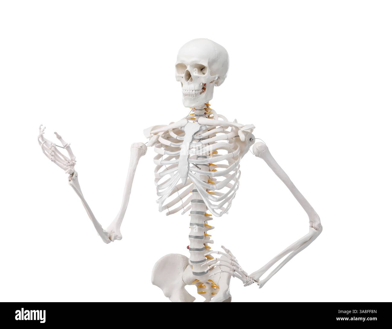 Artificial human skeleton model isolated on white Stock Photo - Alamy