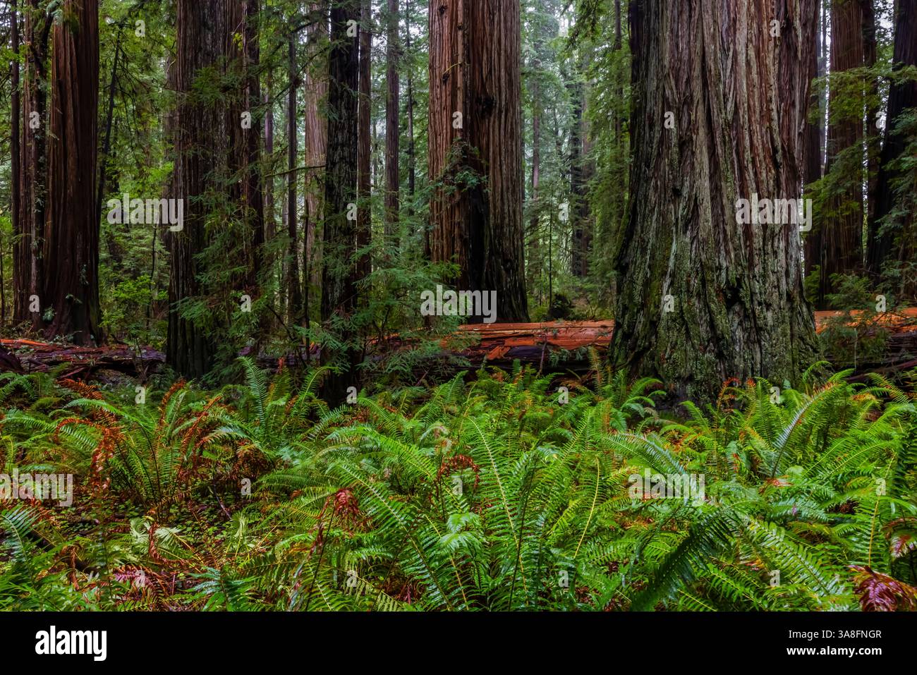 Coast Redwoods, Sequoia sempervirens, along the Stout Memorial Grove ...