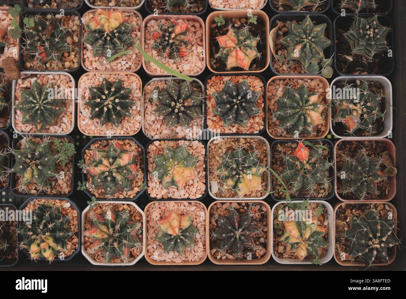 A Beautiful and Diverse Collection of Potted Cacti Displayed in a Natural Arrangement Stock ...