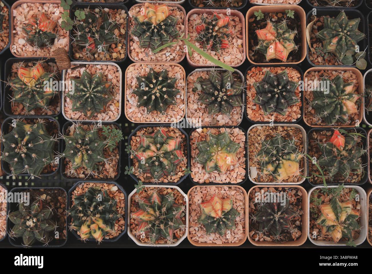 A Beautiful and Diverse Collection of Potted Cacti Featuring Various Unique Shapes and Sizes ...