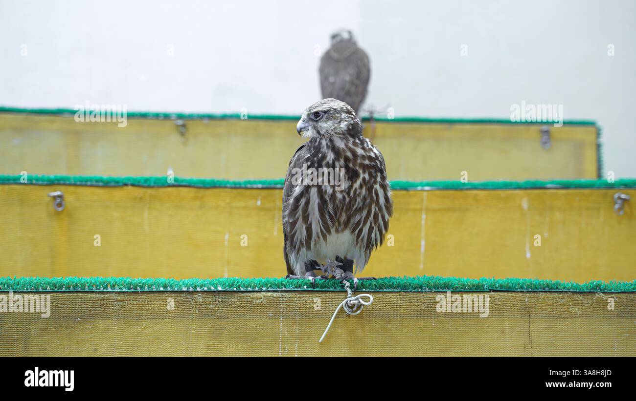 Doha, Qatar - Jan 14 2024, Close-up view of the falcons at the Falcons ...