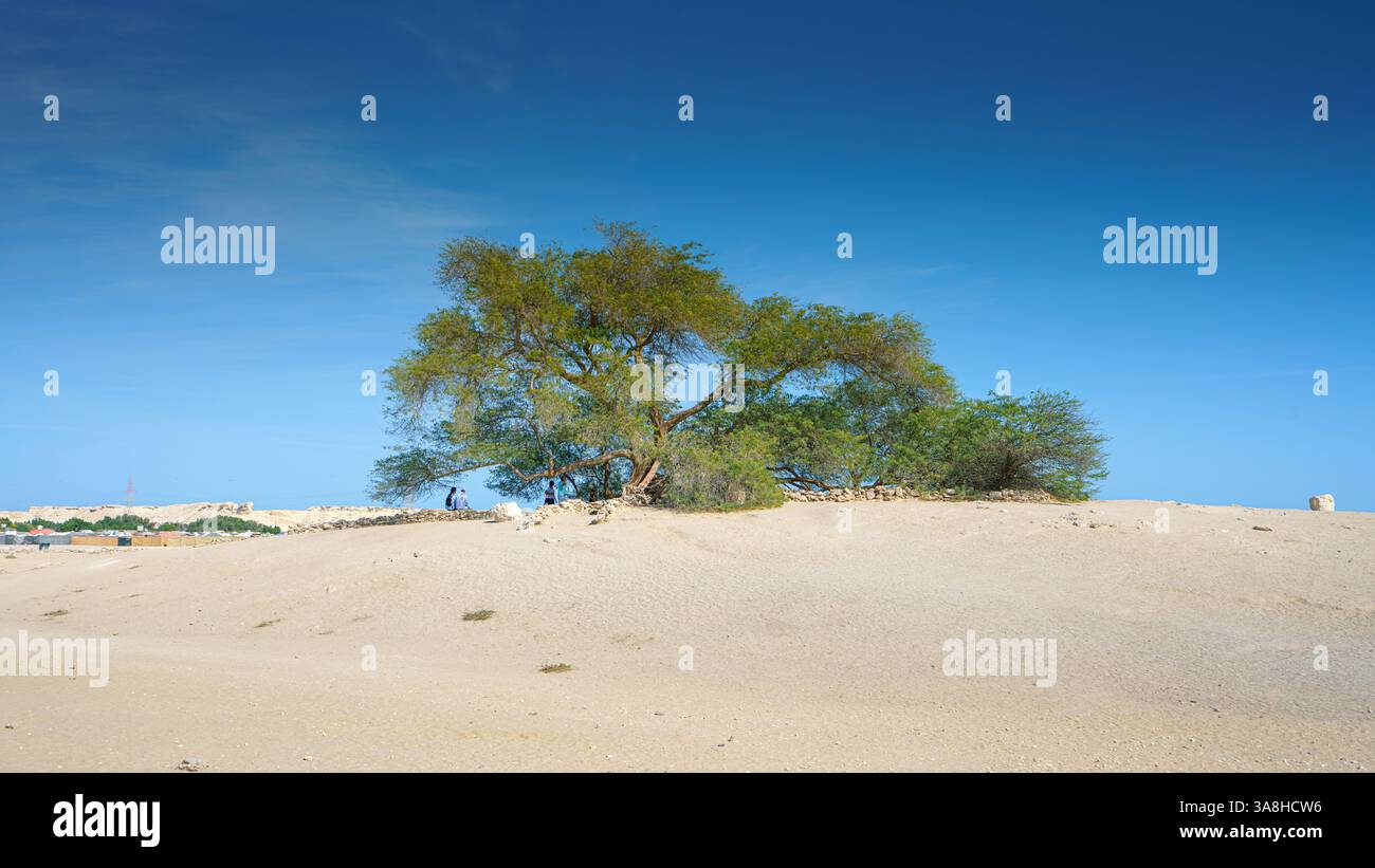 Manama, Bahrain- Jan 15 2024, Panoramic view of the branches and ...