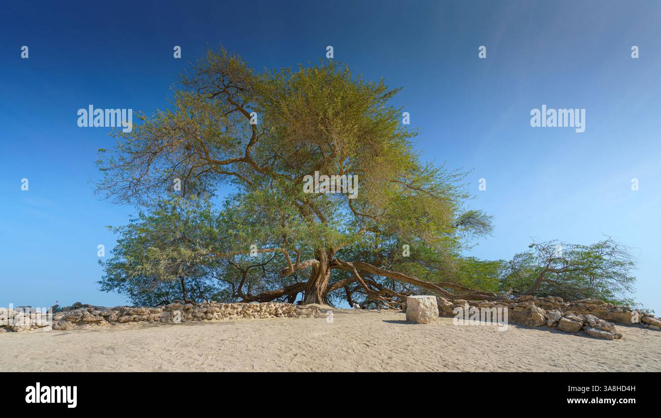 Manama, Bahrain- Jan 15 2024, Panoramic view of the branches and ...