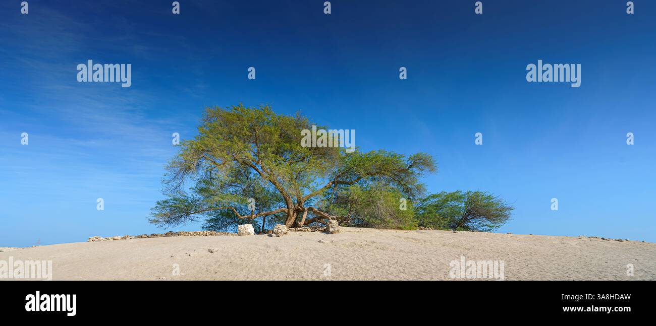 Manama, Bahrain- Jan 15 2024, Panoramic view of the branches and ...