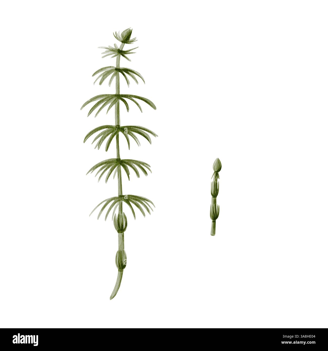 Horsetail plant. Ancient prehistoric greenery. Grows in forests and ...