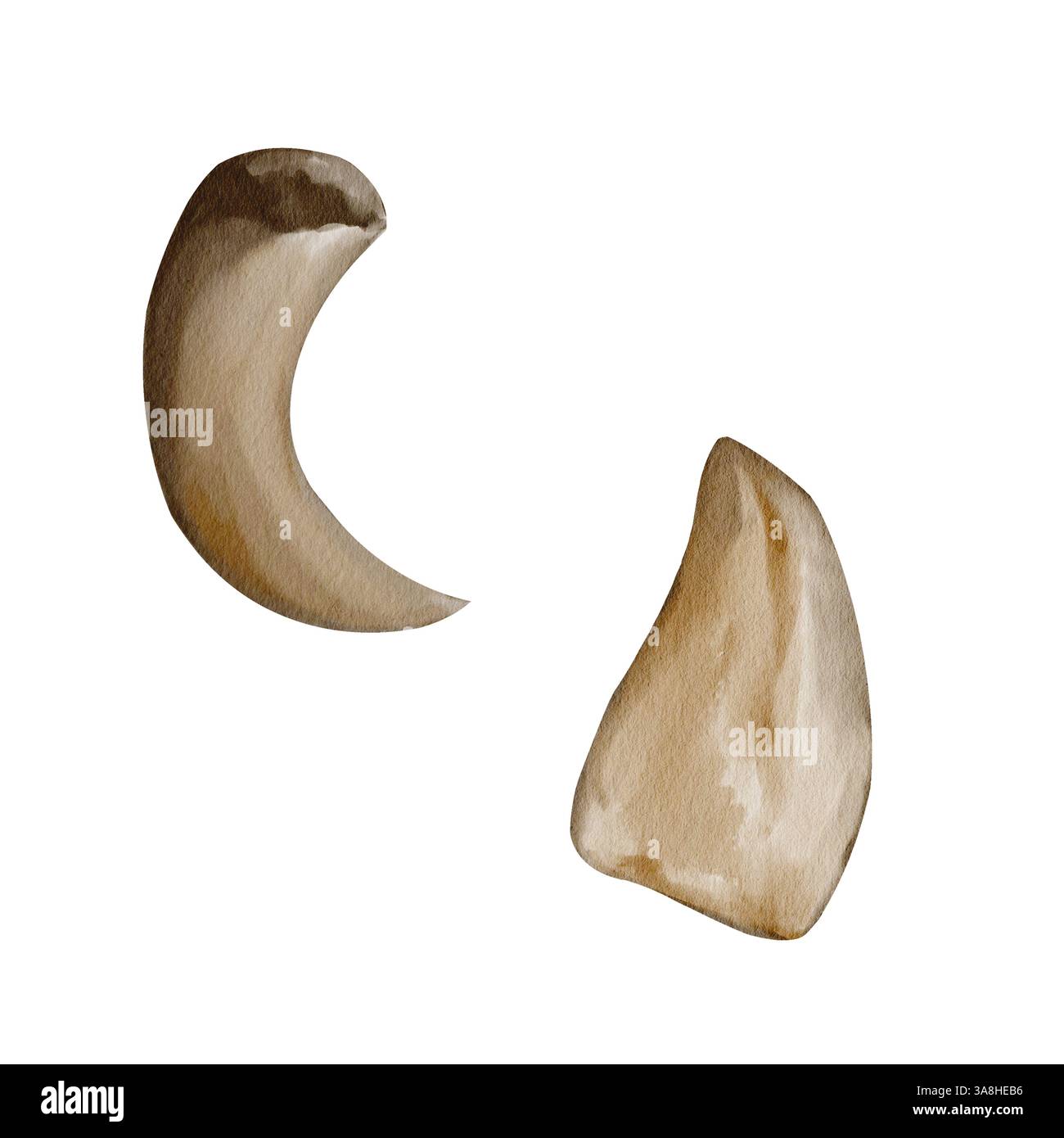 Big sharp tooth of dinosaur. Long claw of predator. Set of fossils ...