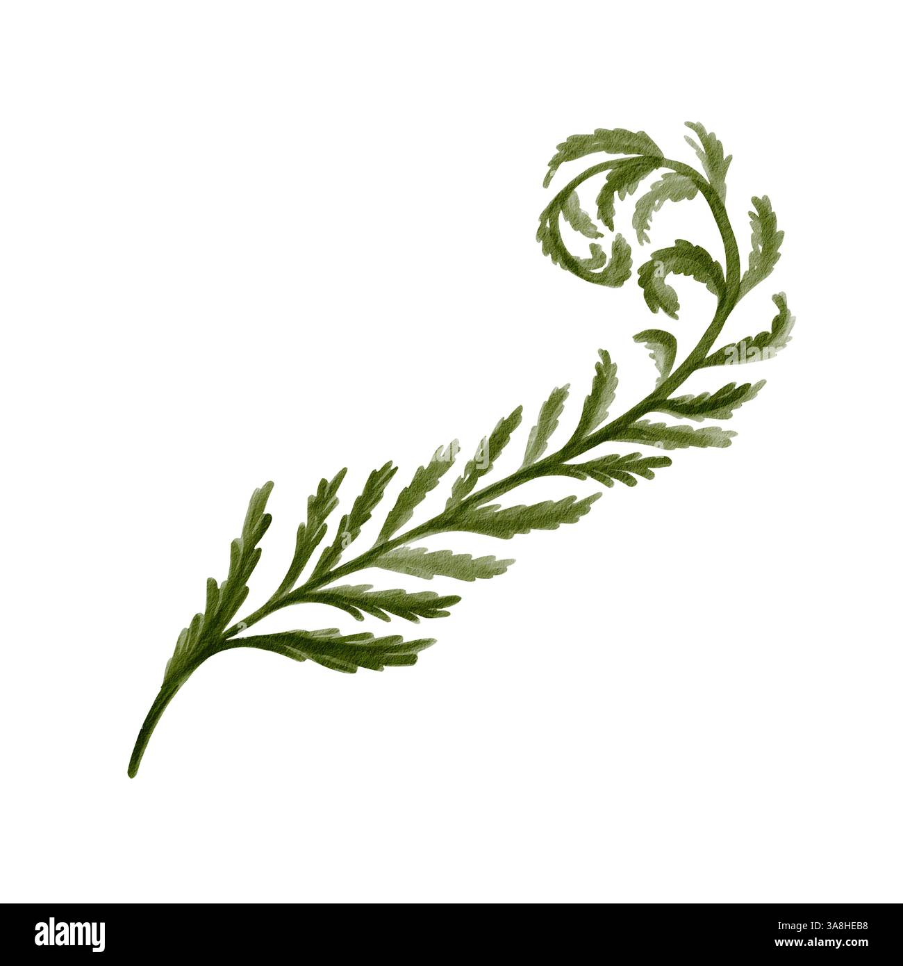 fern leaf. Carved complex green plant leaf. Prehistoric fern is curved ...