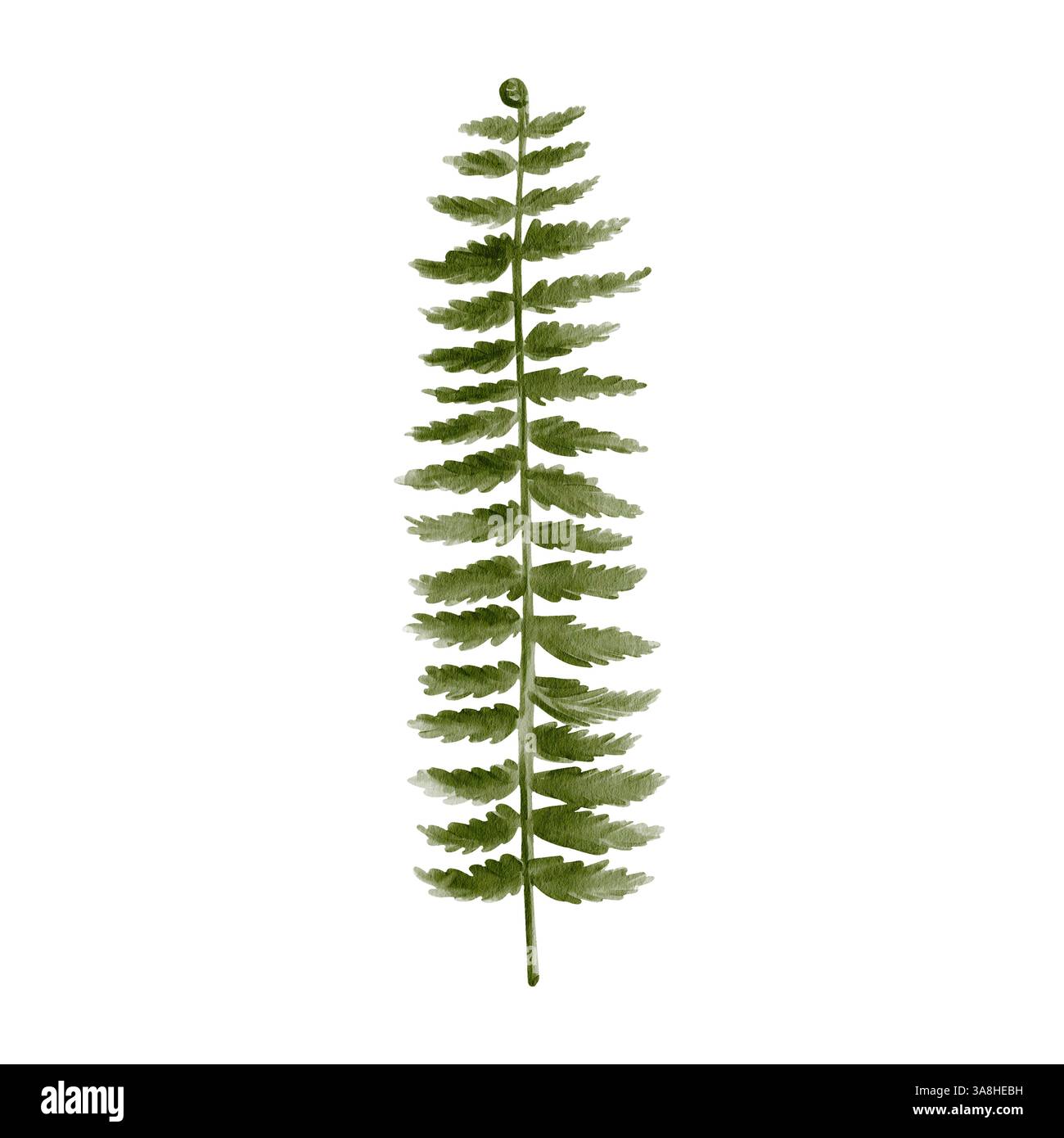 fern leaf. Carved complex green plant leaf. Prehistoric fern. Stem and ...